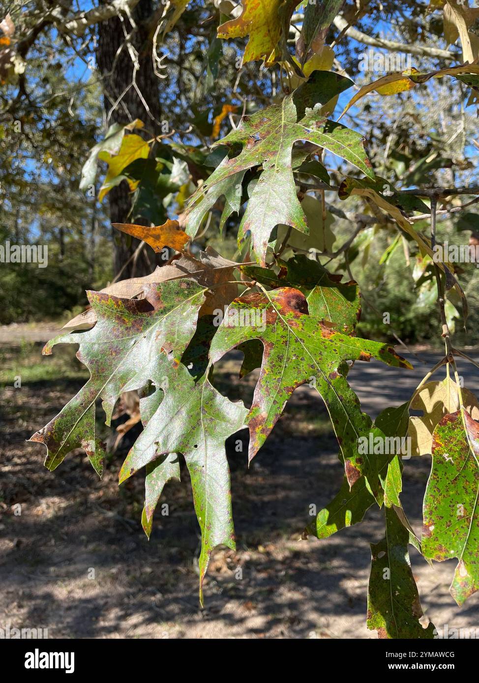 southern red oak (Quercus falcata Stock Photo - Alamy