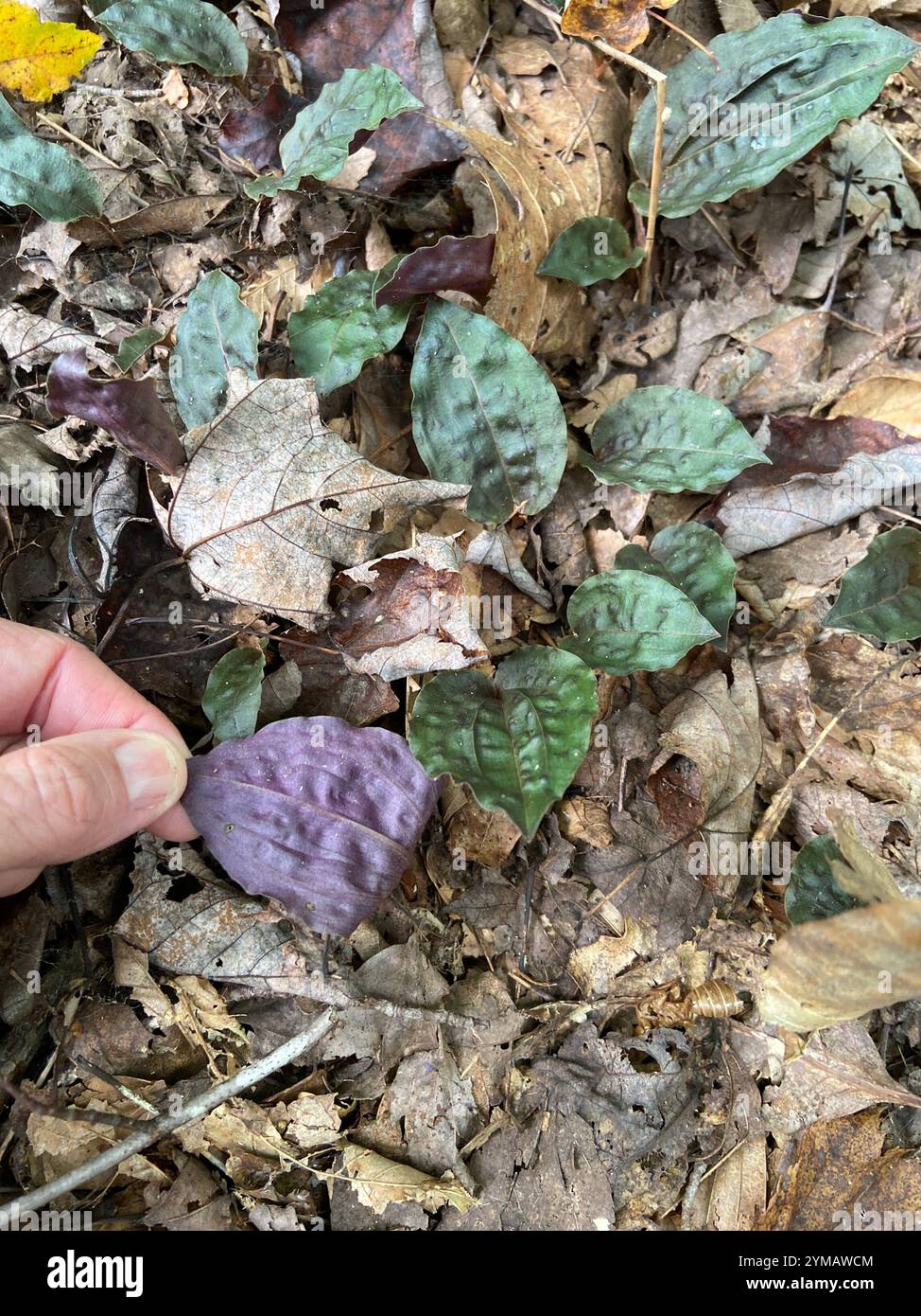 crane-fly orchid (Tipularia discolor Stock Photo - Alamy