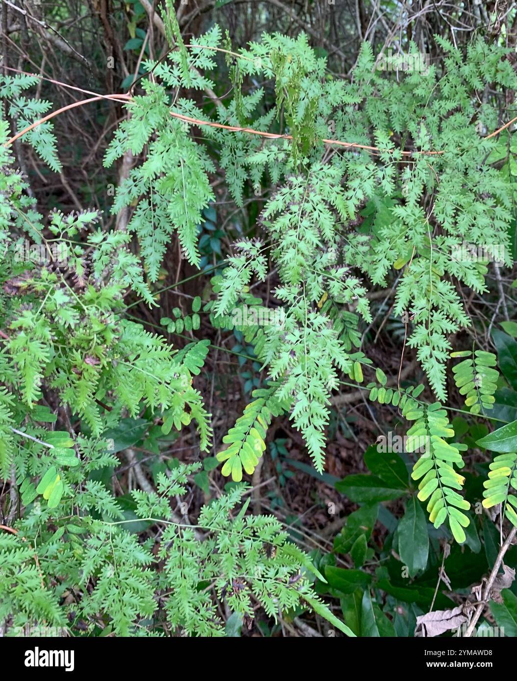 Japanese climbing fern (Lygodium japonicum Stock Photo - Alamy