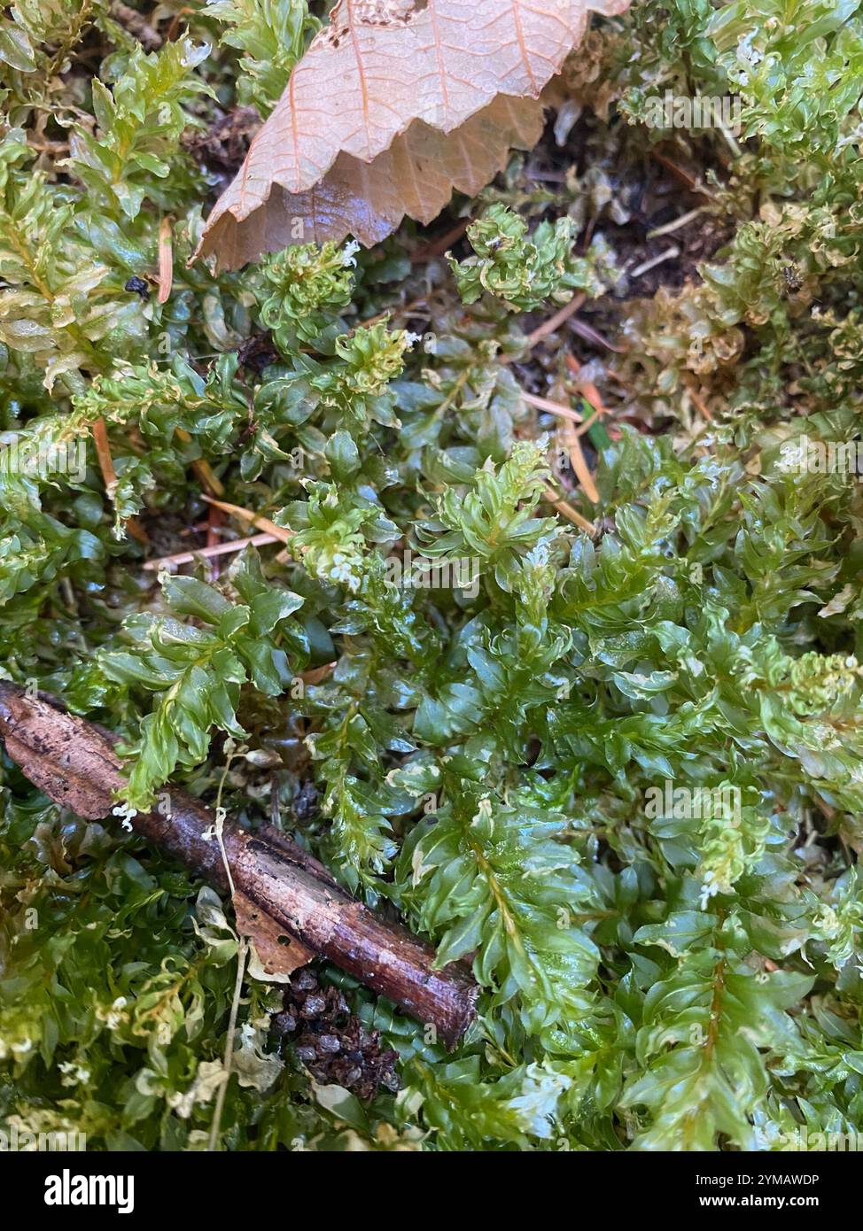 Badge Moss (Plagiomnium insigne Stock Photo - Alamy