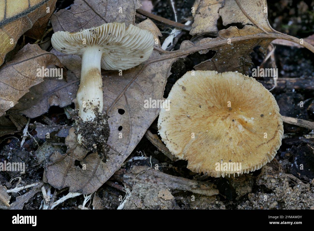 Fiber Caps (Inocybe Stock Photo - Alamy