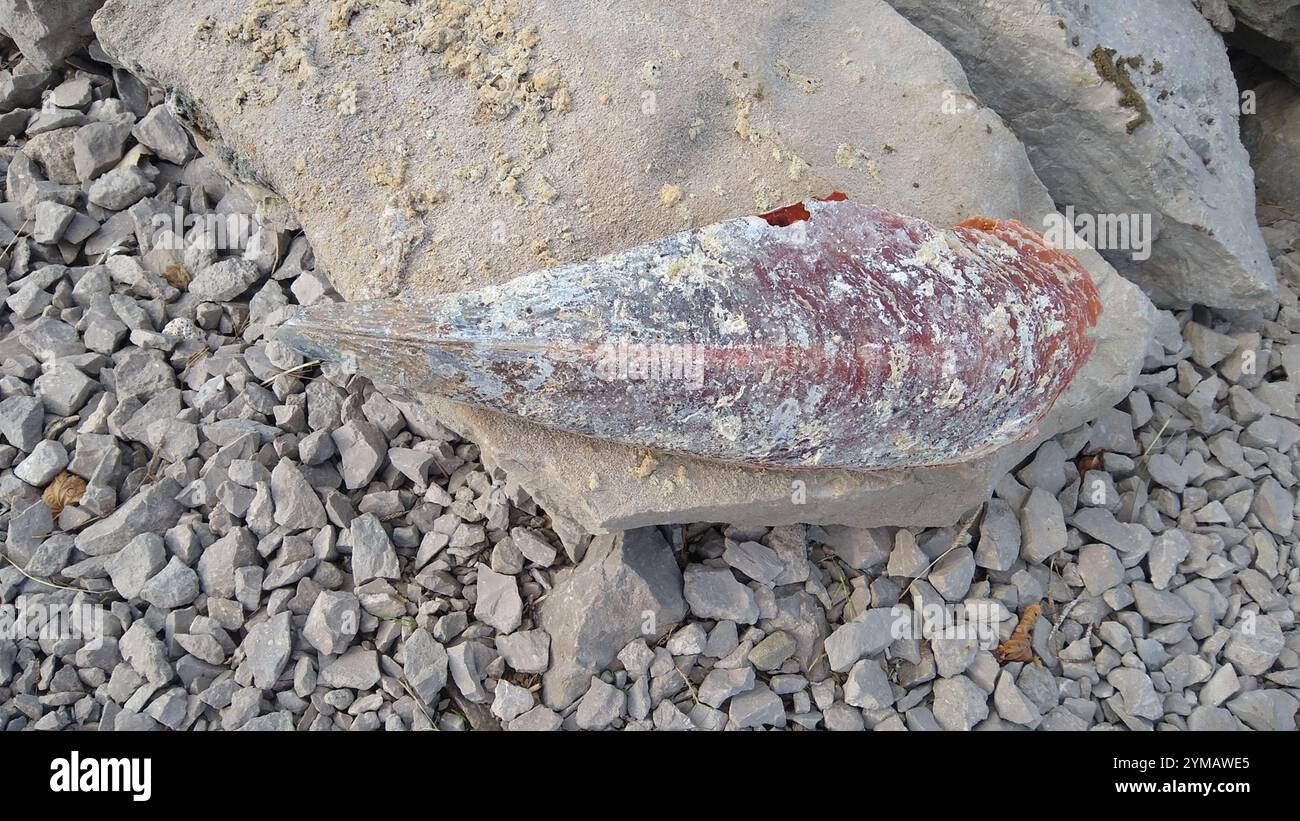 Noble Pen Shell (Pinna nobilis Stock Photo - Alamy