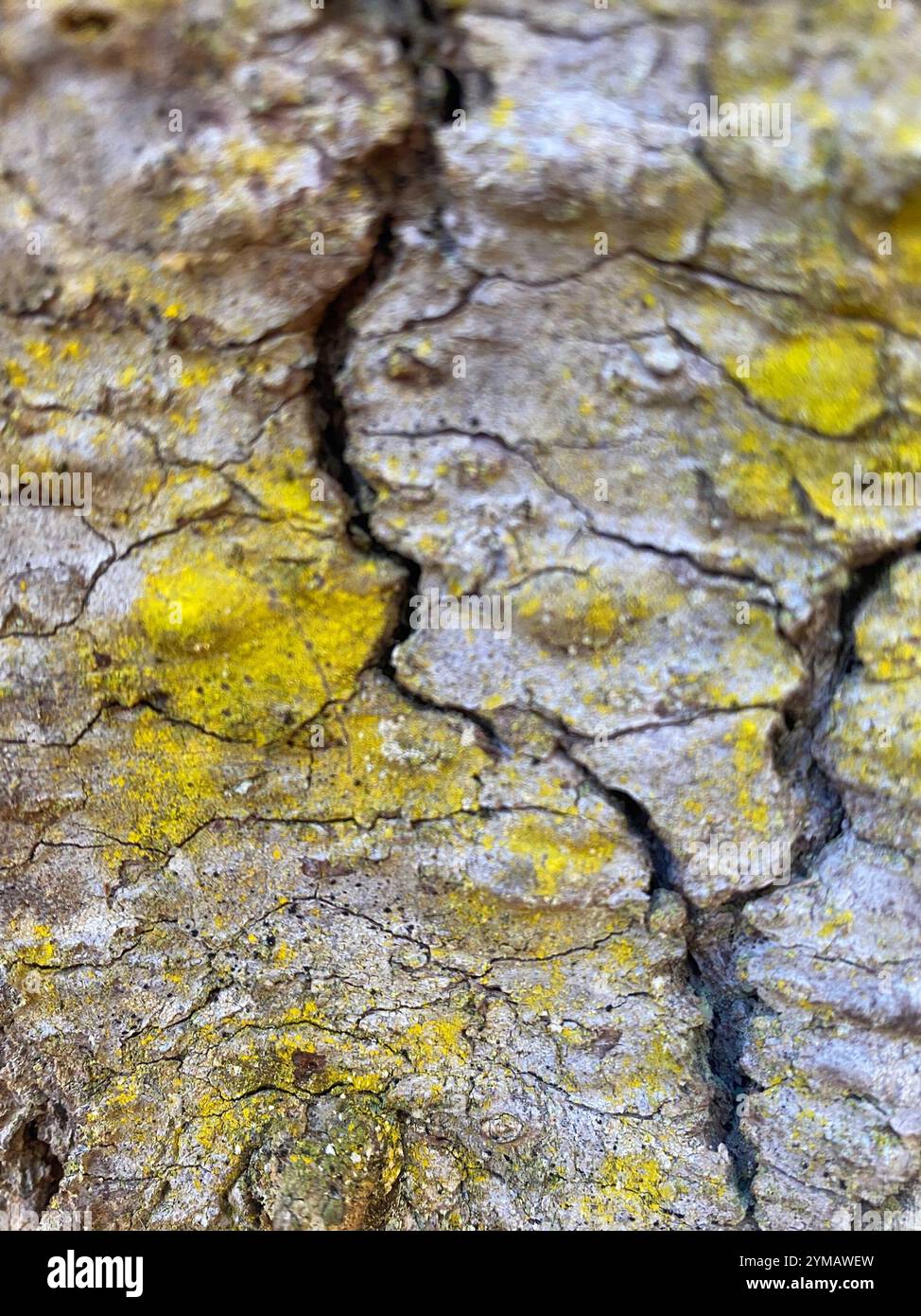 Chrysothrix candelaris hi-res stock photography and images - Alamy