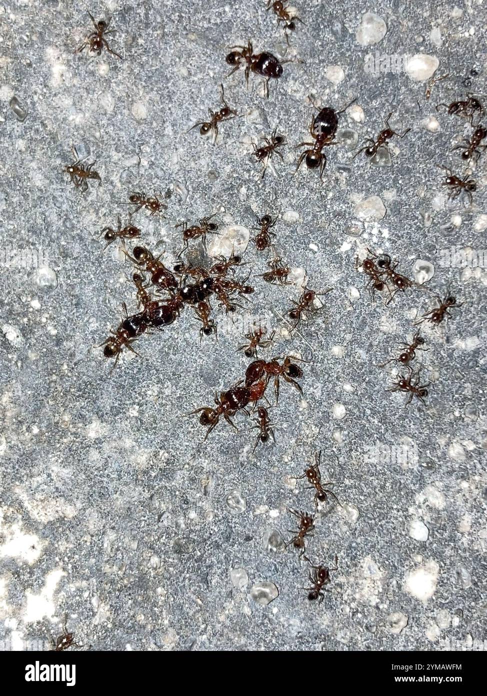 African Big-headed Ant (Pheidole megacephala Stock Photo - Alamy