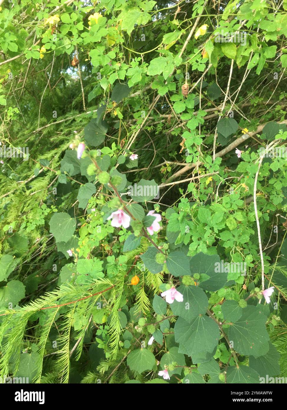 Caesar weed (Urena lobata Stock Photo - Alamy