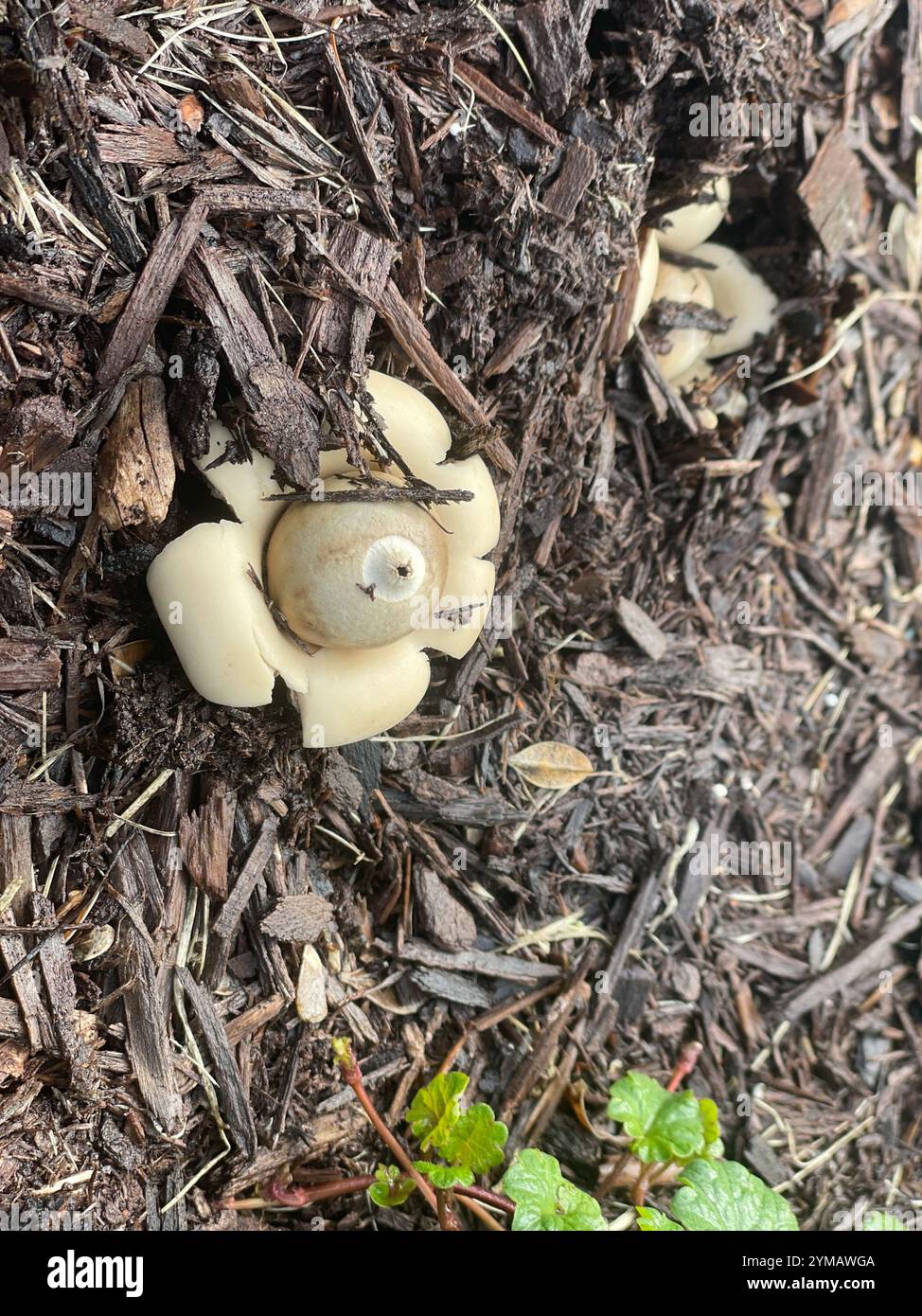 Rounded earthstar hi-res stock photography and images - Alamy