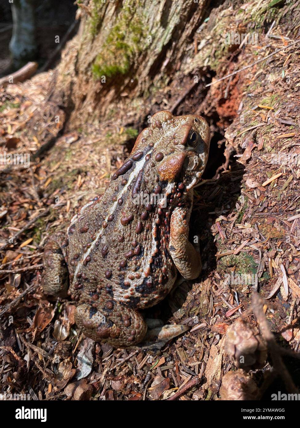 Western Toad (Anaxyrus boreas Stock Photo - Alamy