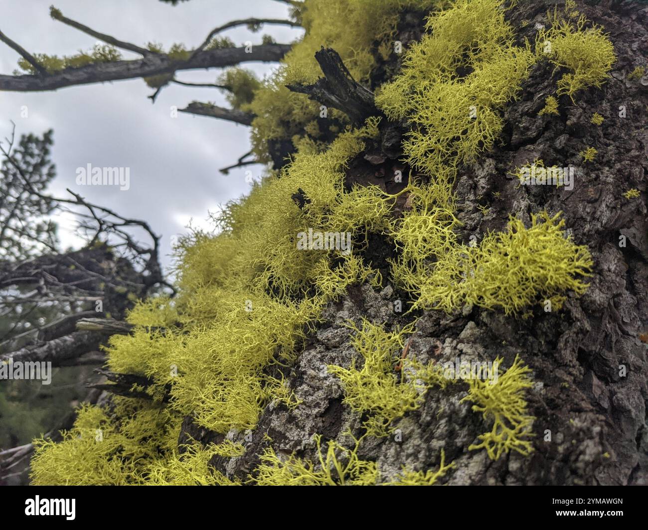 Wolf lichens hi-res stock photography and images - Alamy