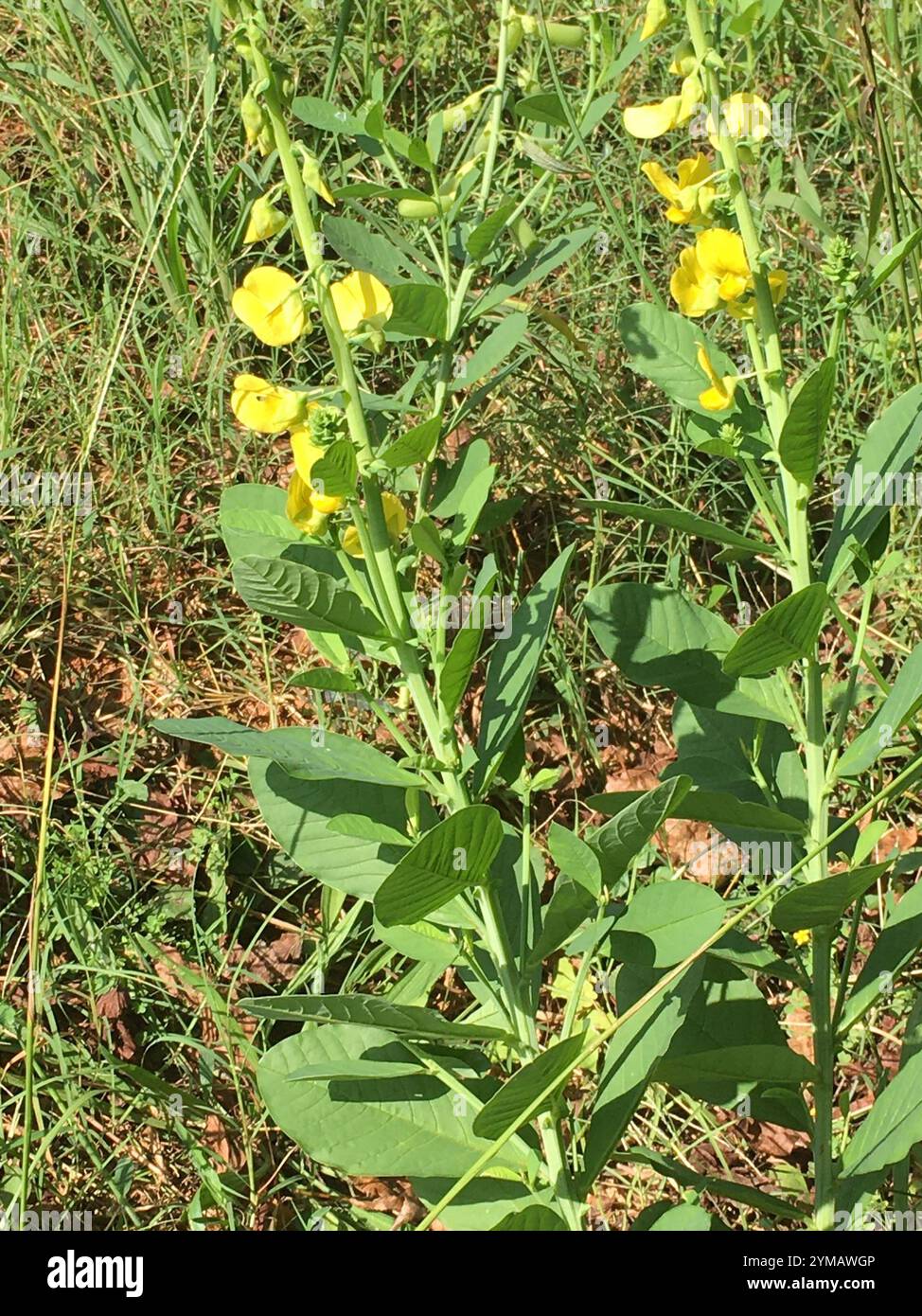 Showy Rattlebox (Crotalaria spectabilis Stock Photo - Alamy