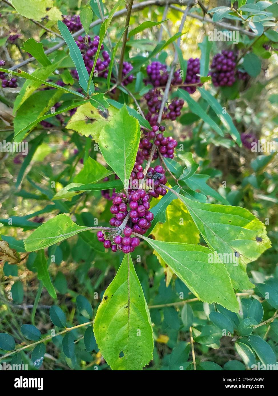 American beautyberry (Callicarpa americana Stock Photo - Alamy