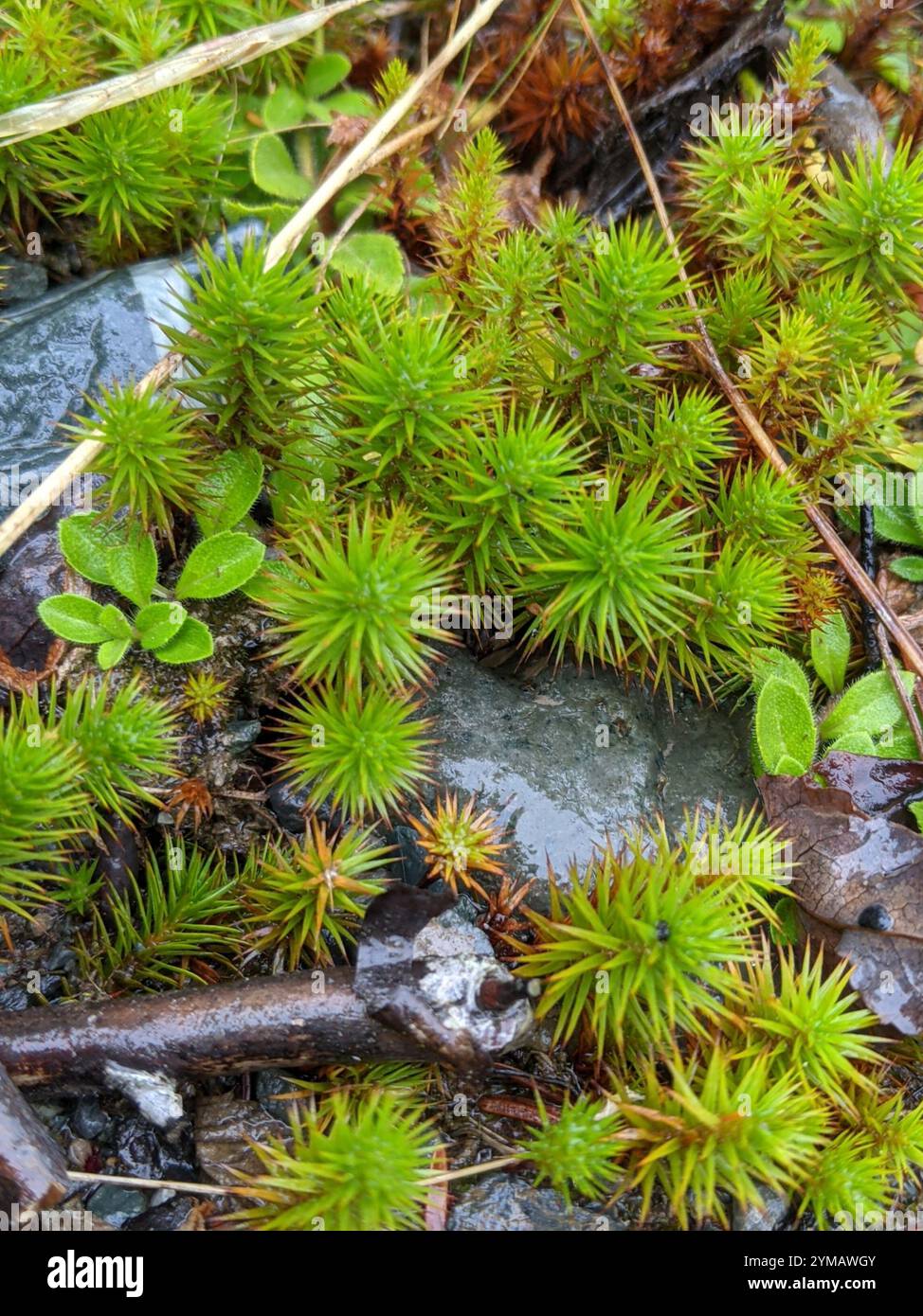 Bristly haircap moss hi-res stock photography and images - Alamy
