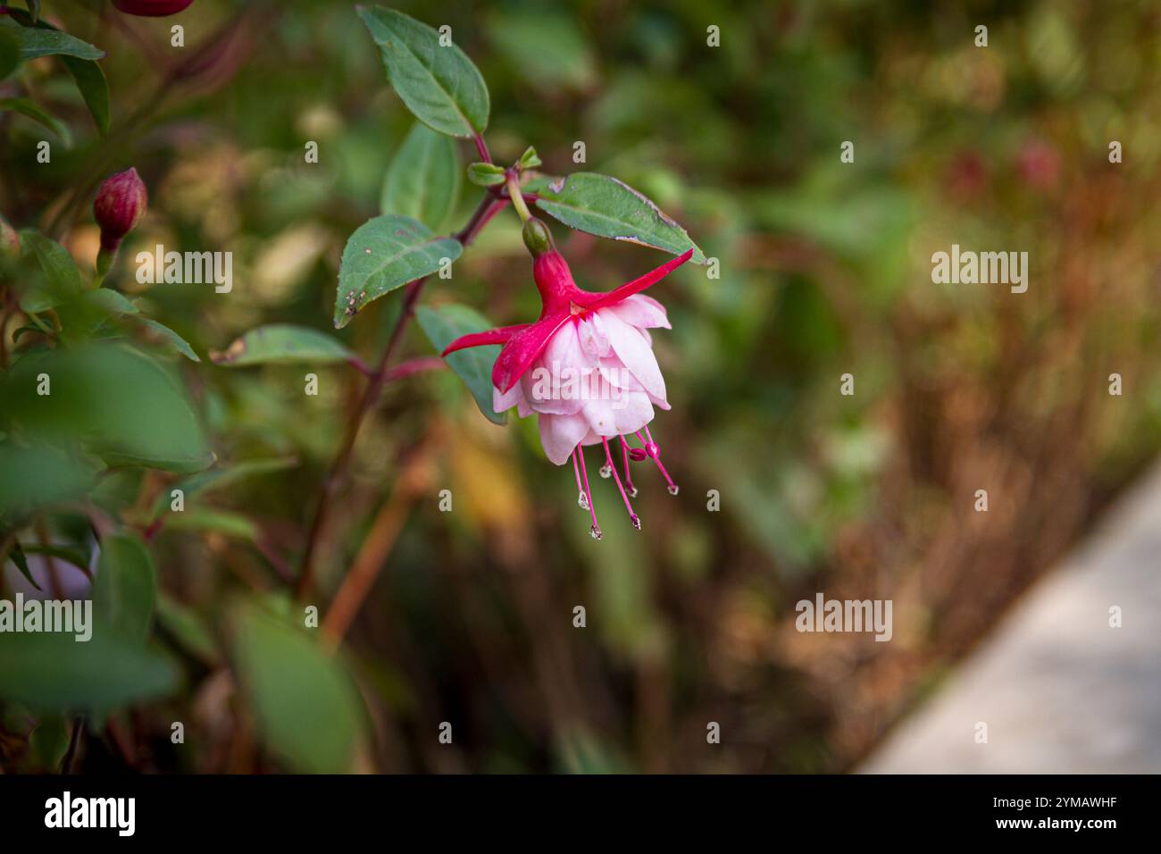 Fuchsia hybrida is a hybrid plant in the class Magnoliopsida, order ...
