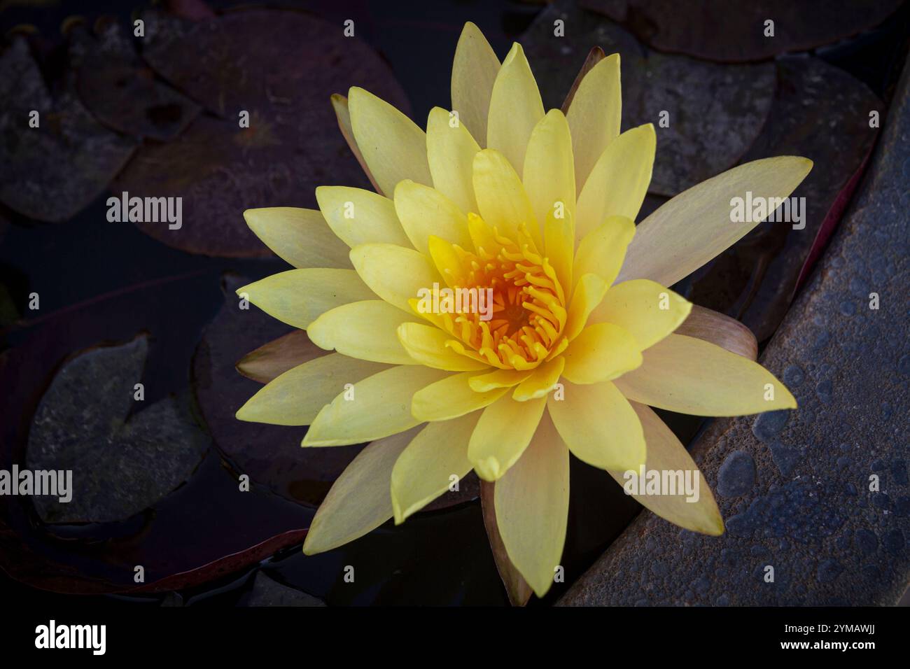 Nymphaeaceae is a family of flowering plants, commonly called water ...