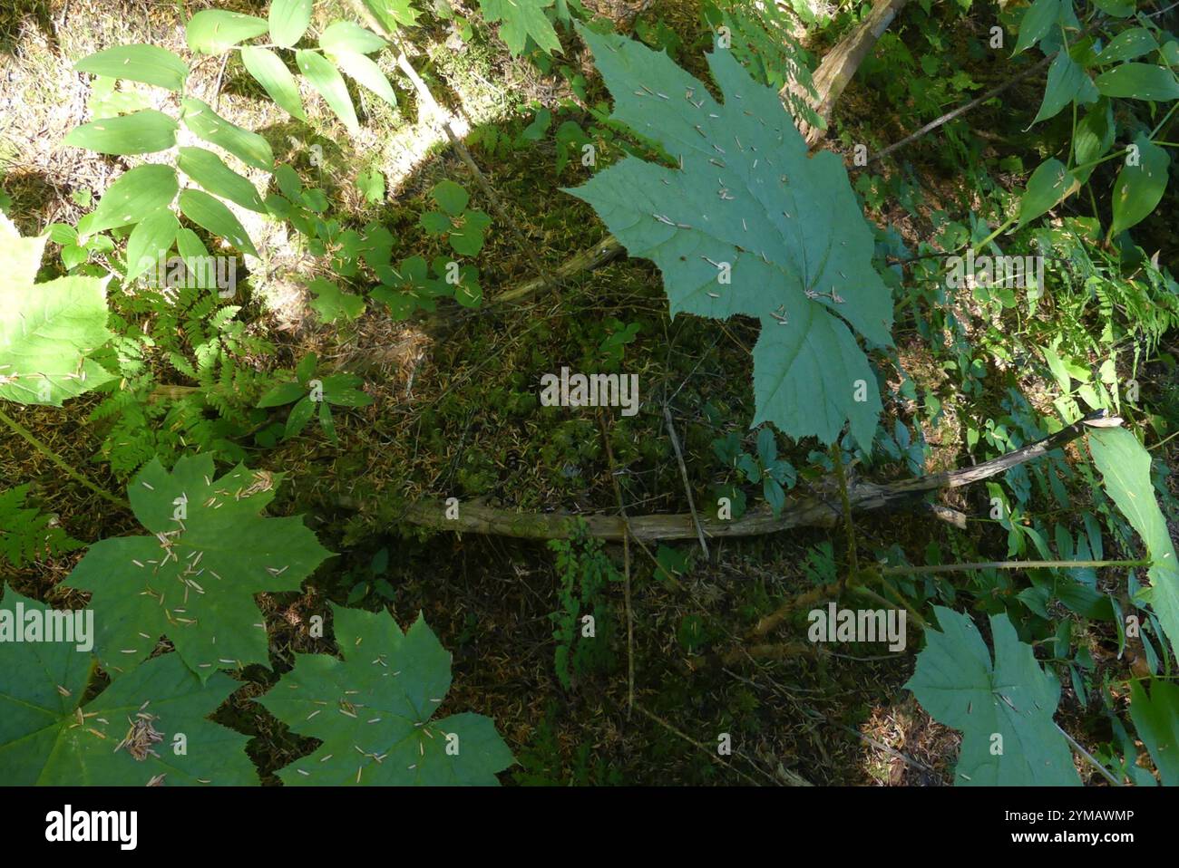 stairstep moss (Hylocomium splendens Stock Photo - Alamy