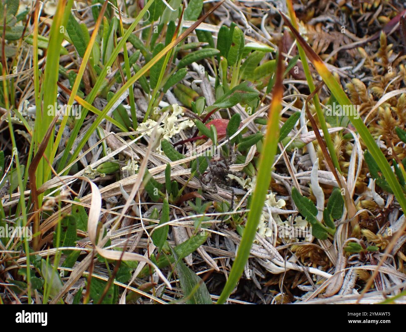 Thin-legged Wolf Spiders (Pardosa Stock Photo - Alamy