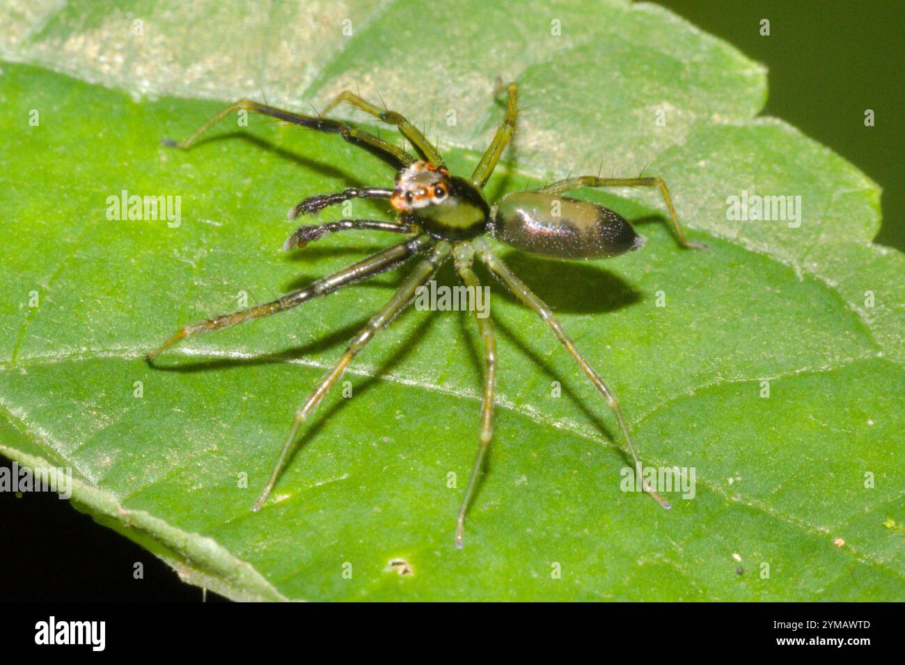 Translucent Green Jumping Spiders (Lyssomanes Stock Photo - Alamy
