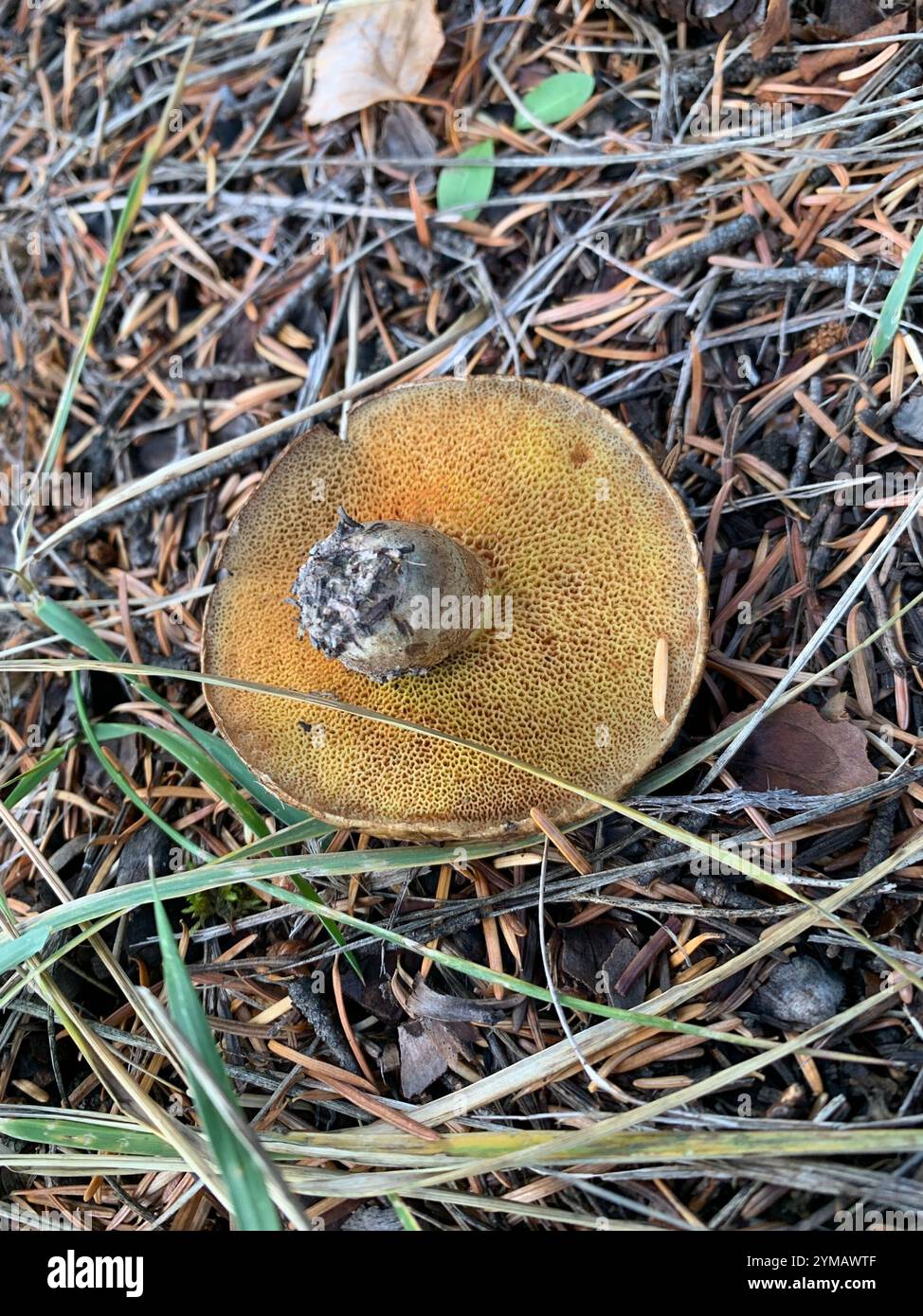 Slippery Jacks (Suillus Stock Photo - Alamy
