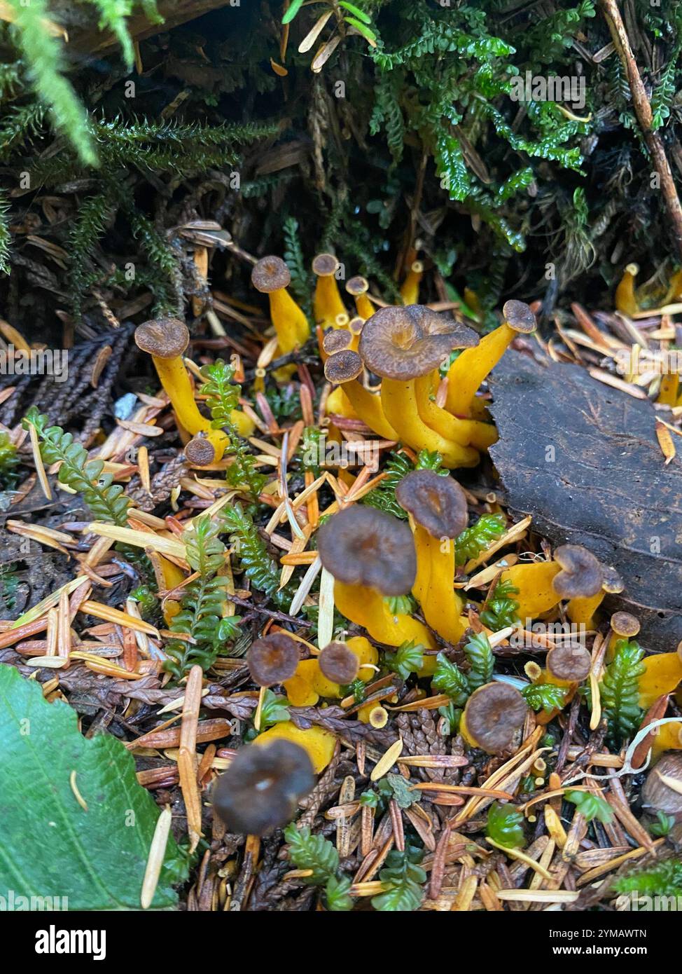 Yellowfoot (Craterellus tubaeformis Stock Photo - Alamy