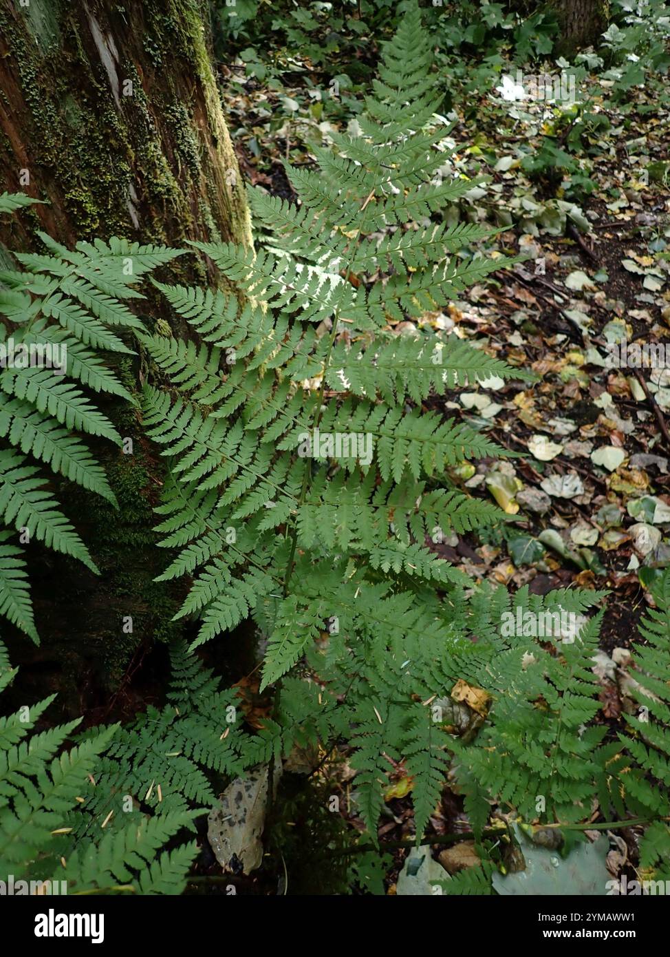 spreading wood fern (Dryopteris expansa Stock Photo - Alamy