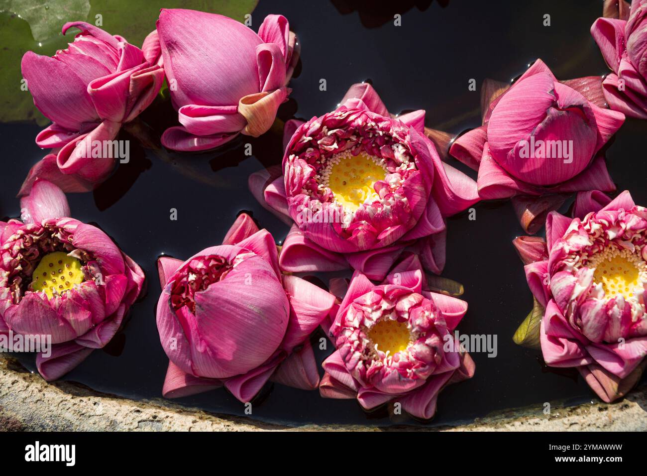 The Momo Botan Lotus is one of the best blooming lotuses - the beauty ...