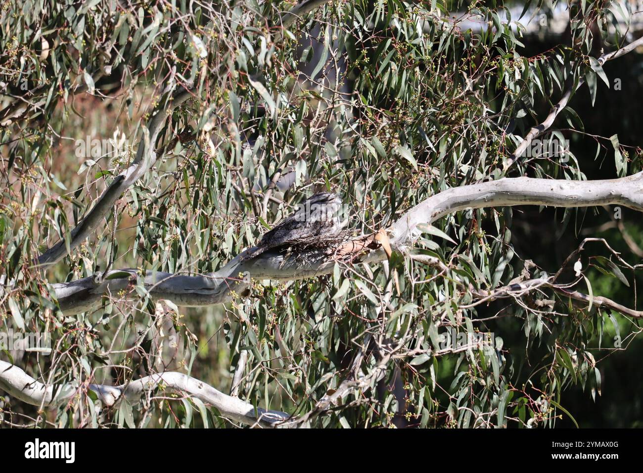 Tawny Frogmouth (Podargus strigoides Stock Photo - Alamy