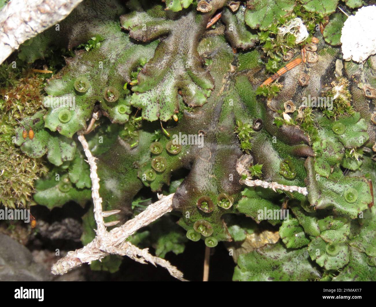 Common Liverwort (Marchantia polymorpha Stock Photo - Alamy