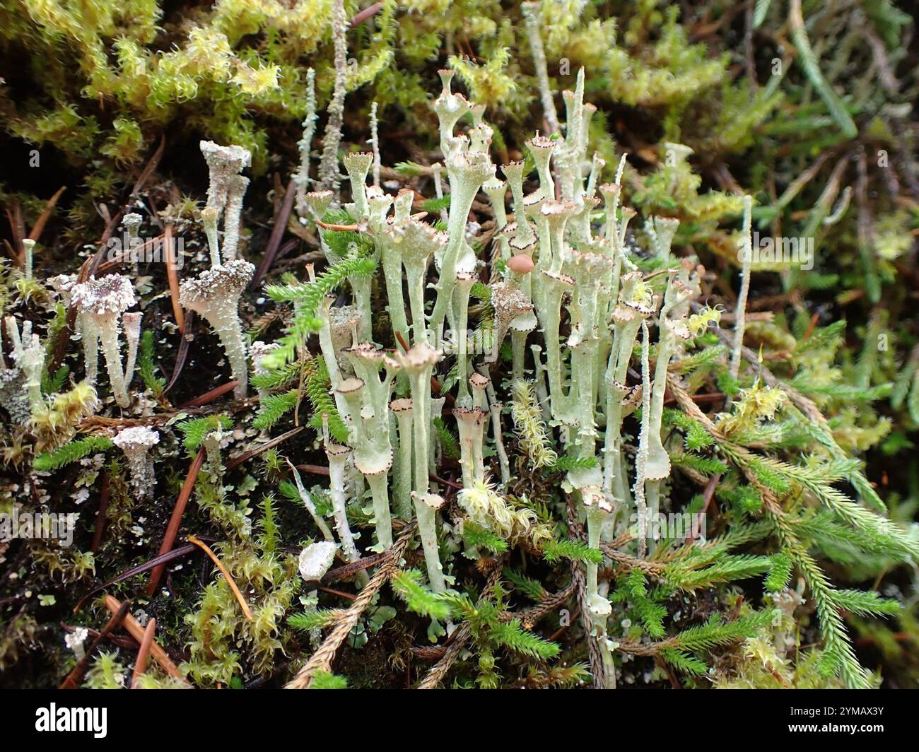 Ladder Lichen (Cladonia verticillata Stock Photo - Alamy