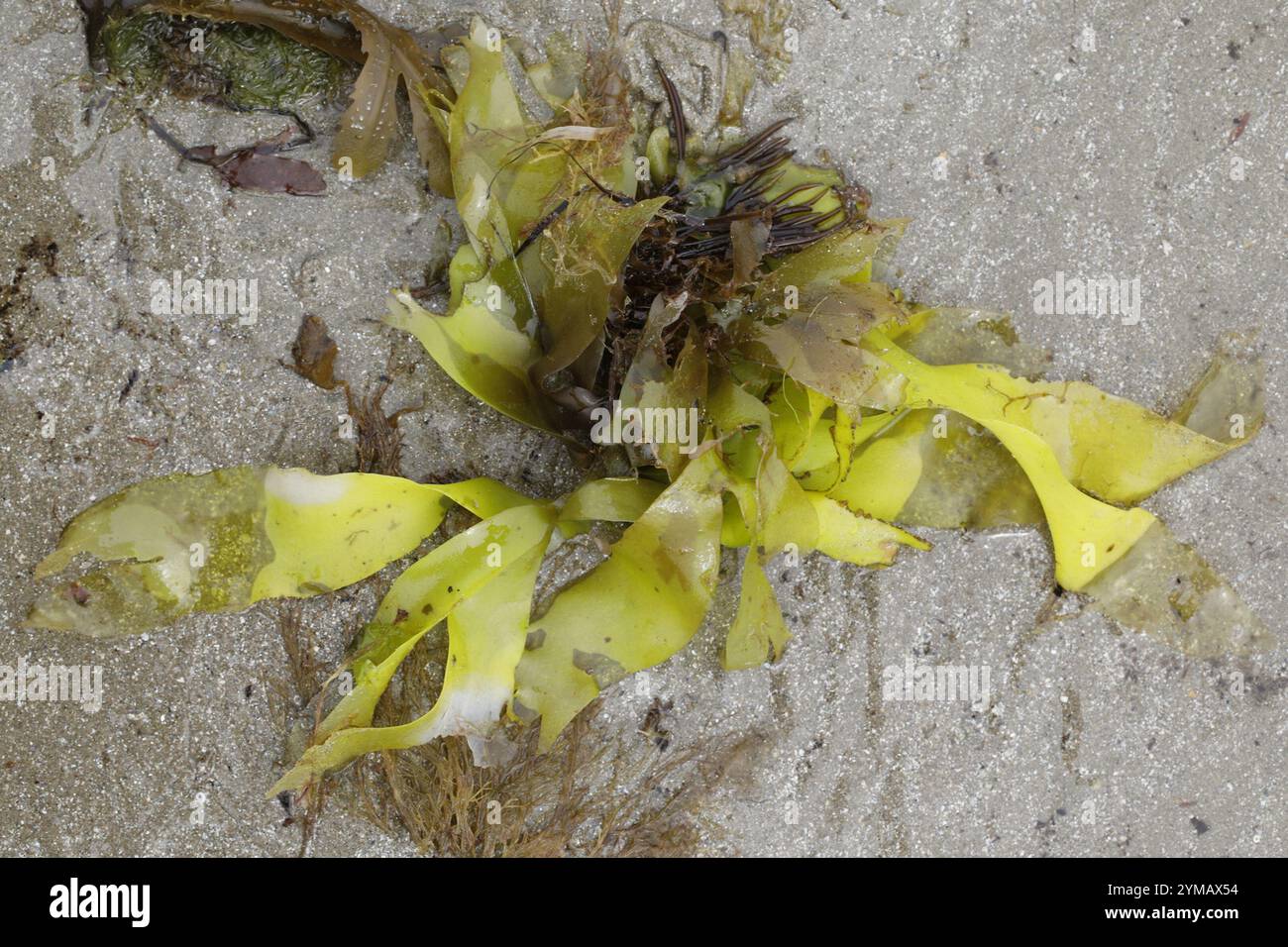 green algae (Chlorophyta Stock Photo - Alamy
