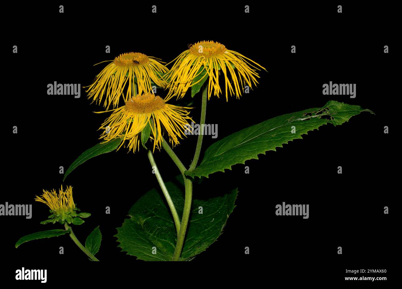 One stem of Yellow ox-eye Daisy, Telekia speciosa, with four flower ...