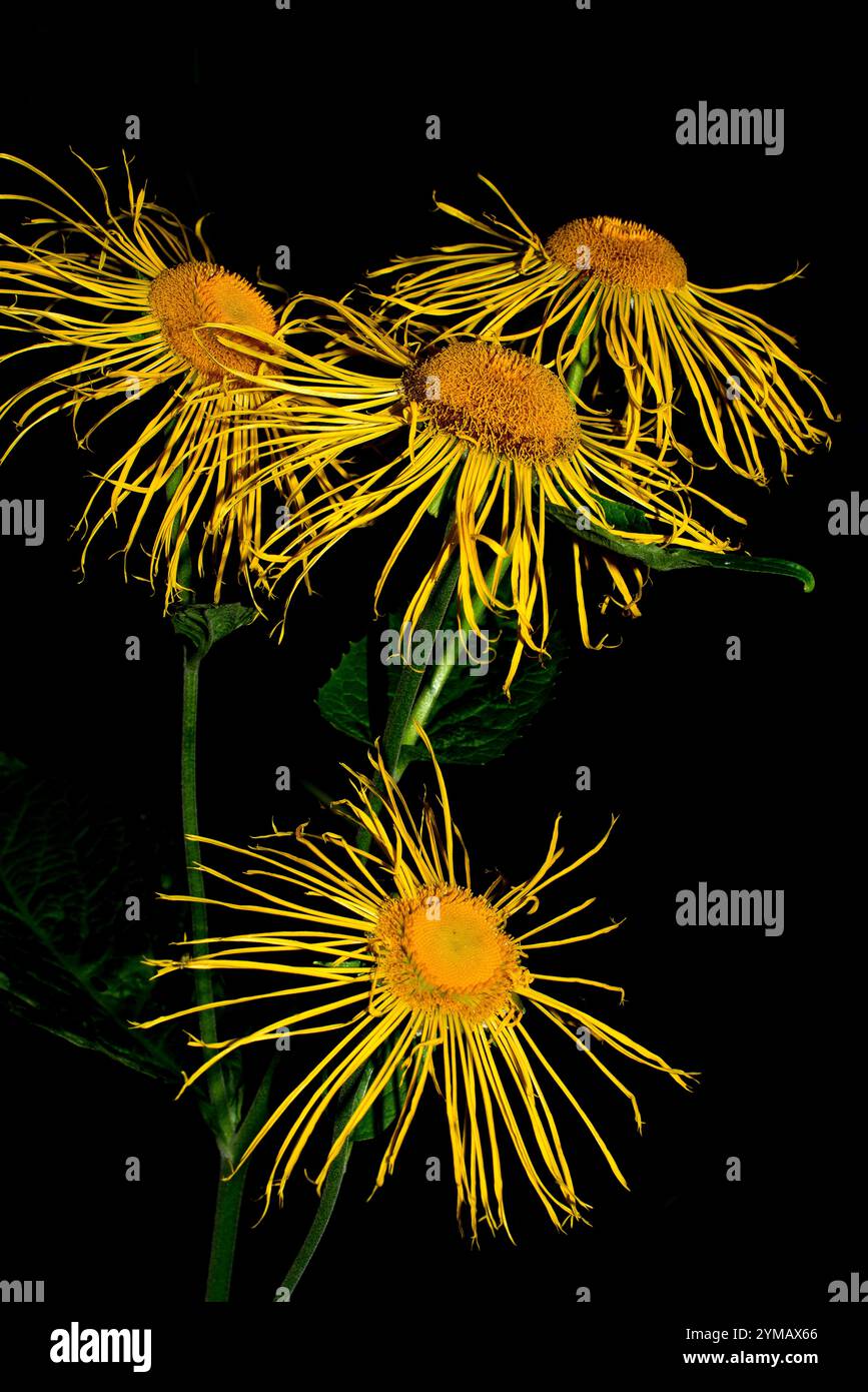 One stem of Yellow ox-eye Daisy, Telekia speciosa, with four flower ...