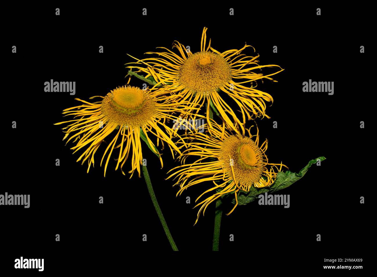 One stem of Yellow ox-eye Daisy, Telekia speciosa, with four flower ...