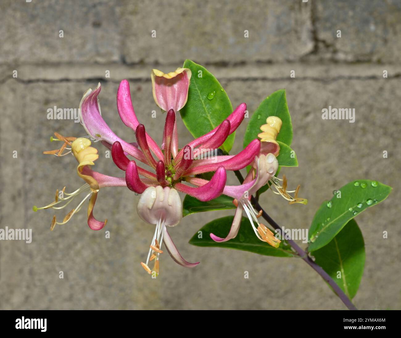 A stem of European honeysuckle, Lonicers periclymenum growing against a ...