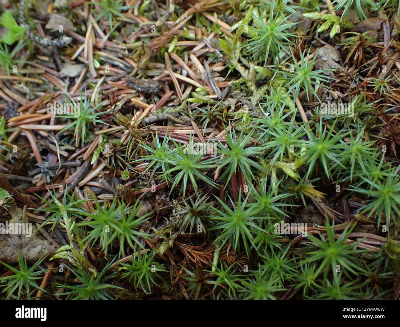 juniper haircap moss (Polytrichum juniperinum Stock Photo - Alamy