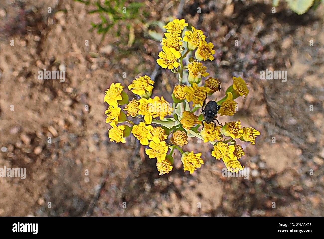 Poorflower Babooncabbage (Othonna parviflora Stock Photo - Alamy