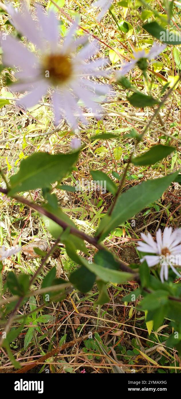 swamp aster (Symphyotrichum puniceum Stock Photo - Alamy