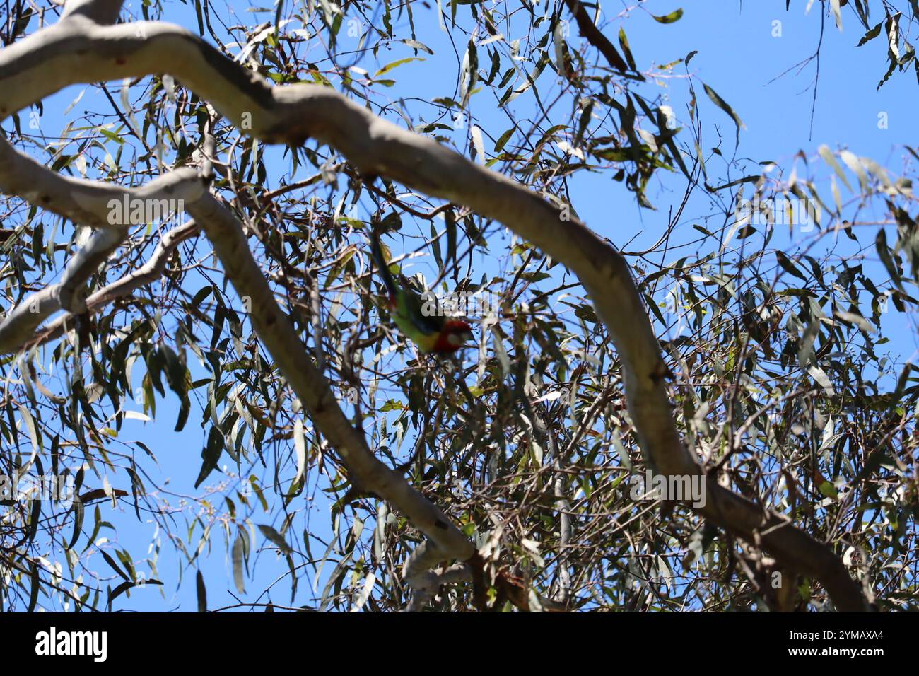 Eastern Rosella (Platycercus eximius Stock Photo - Alamy