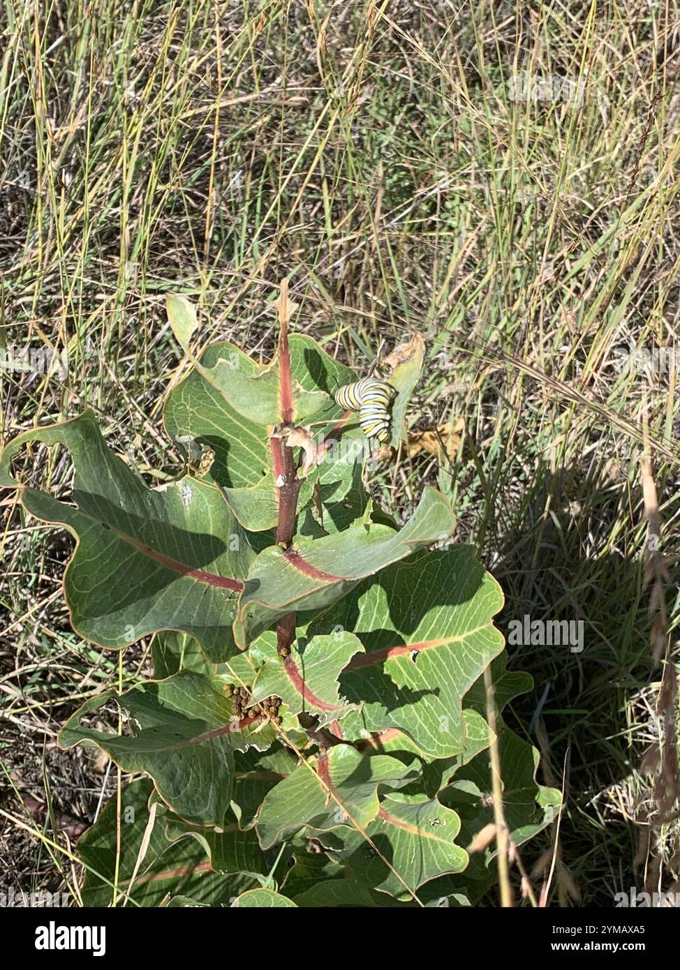 Broadleaf milkweed hi-res stock photography and images - Alamy
