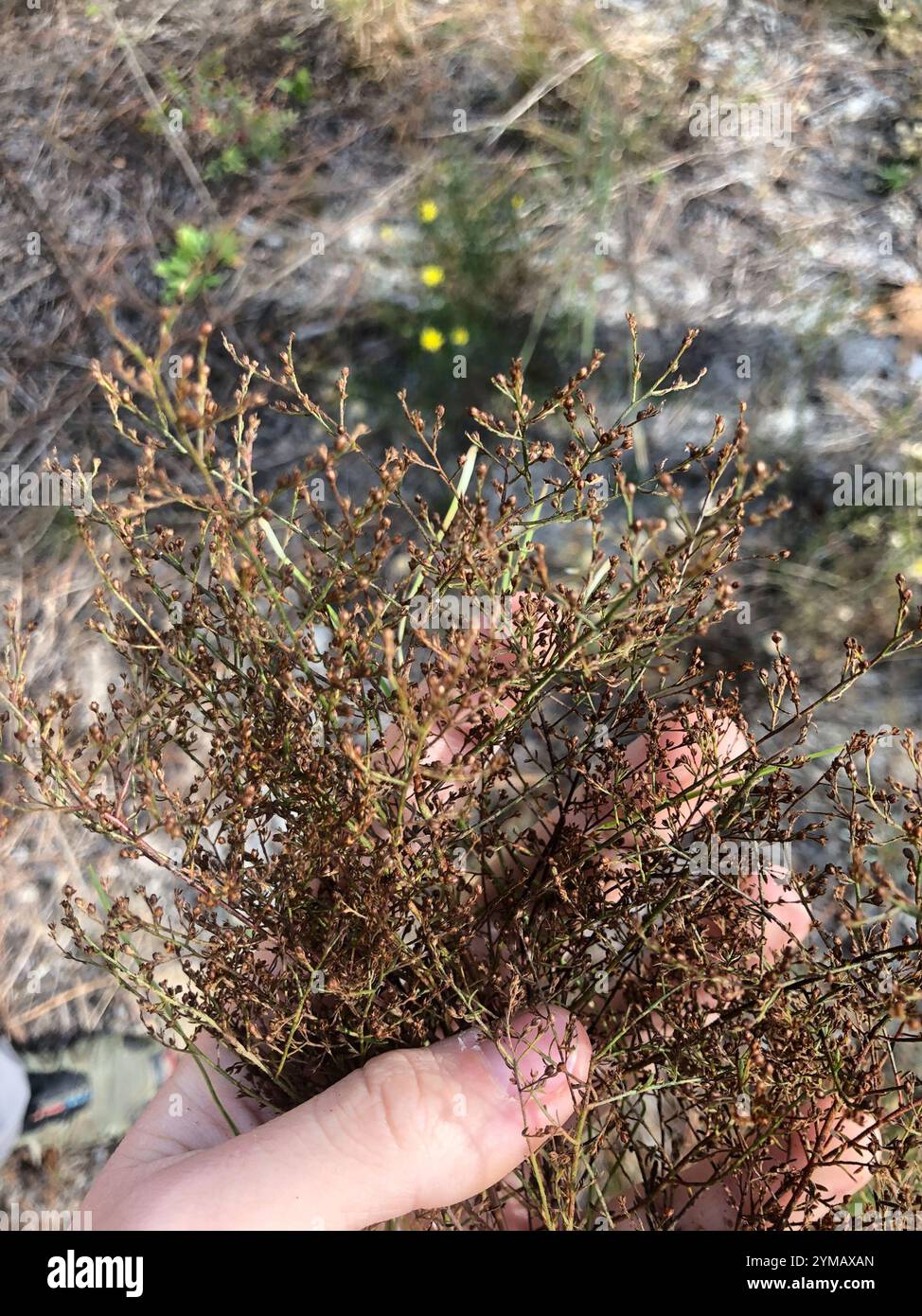 (Lechea pulchella ramosissima Stock Photo - Alamy