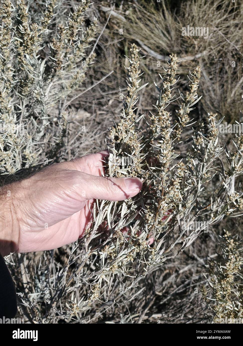 Silver Sagebrush (Artemisia cana Stock Photo - Alamy