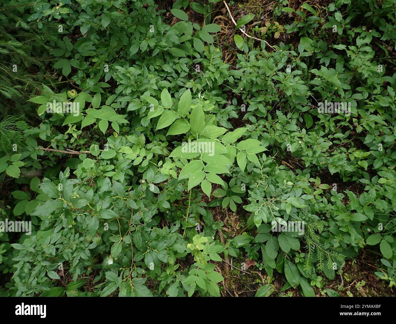 white twisted-stalk (Streptopus amplexifolius Stock Photo - Alamy