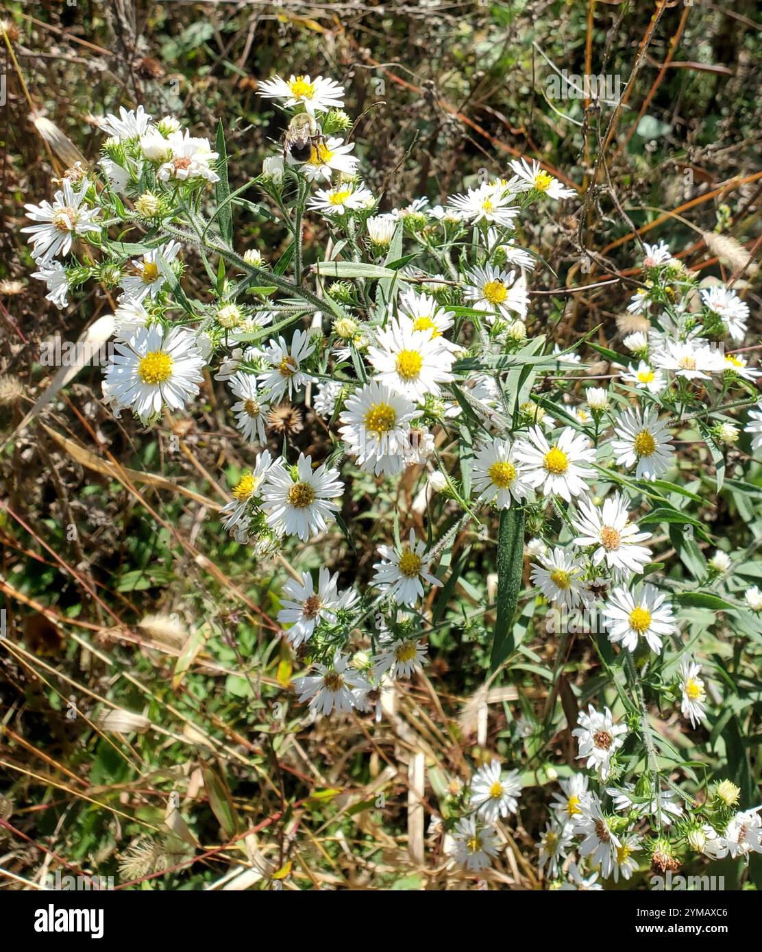 hairy white oldfield aster (Symphyotrichum pilosum Stock Photo - Alamy