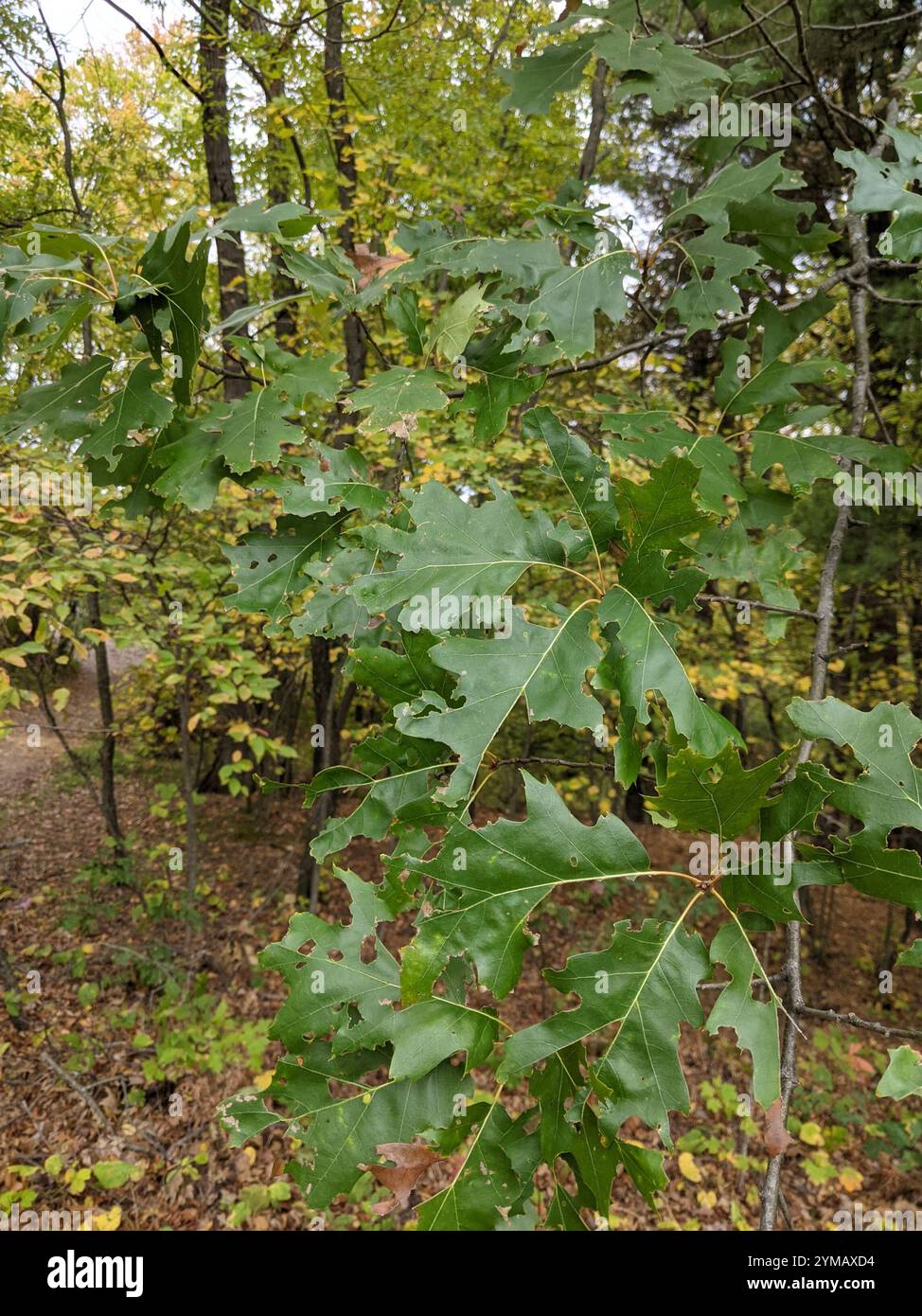 northern red oak (Quercus rubra Stock Photo - Alamy