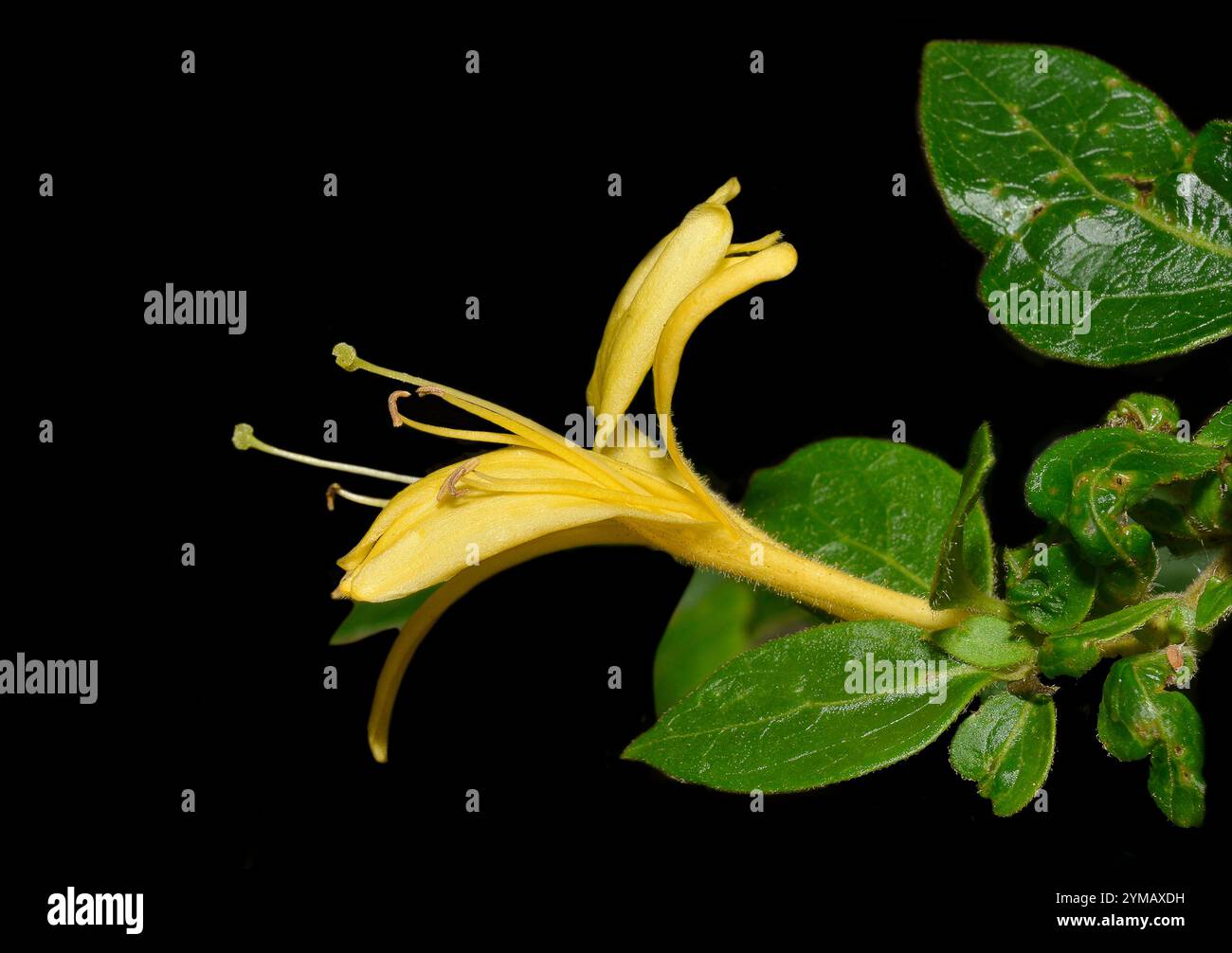 A stem of Japanese honeysuckle, Lonicers japonica with leaves and an ...