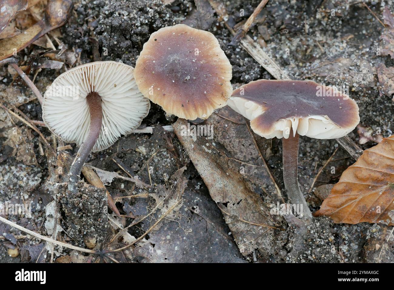 Cucumber Cap (Macrocystidia cucumis Stock Photo - Alamy
