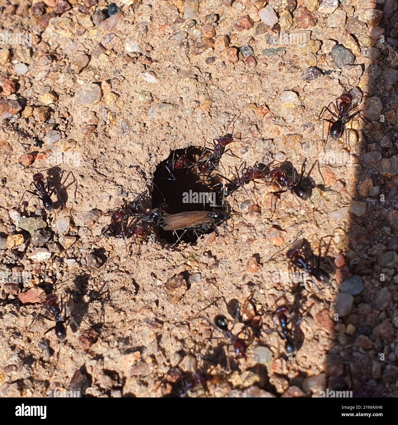 Southern Meat Ant (Iridomyrmex purpureus Stock Photo - Alamy