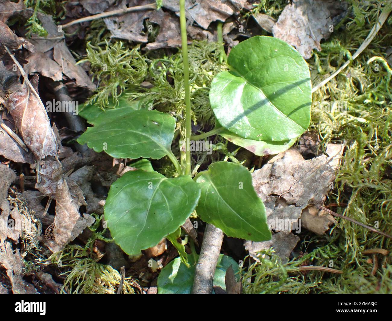one-sided wintergreen (Orthilia secunda Stock Photo - Alamy