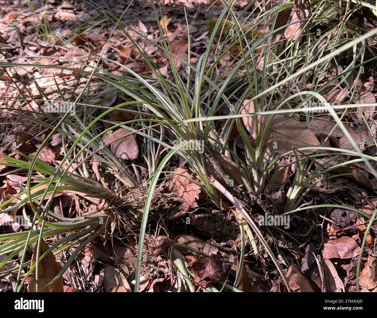 Manatee River airplant (Tillandsia simulata Stock Photo - Alamy