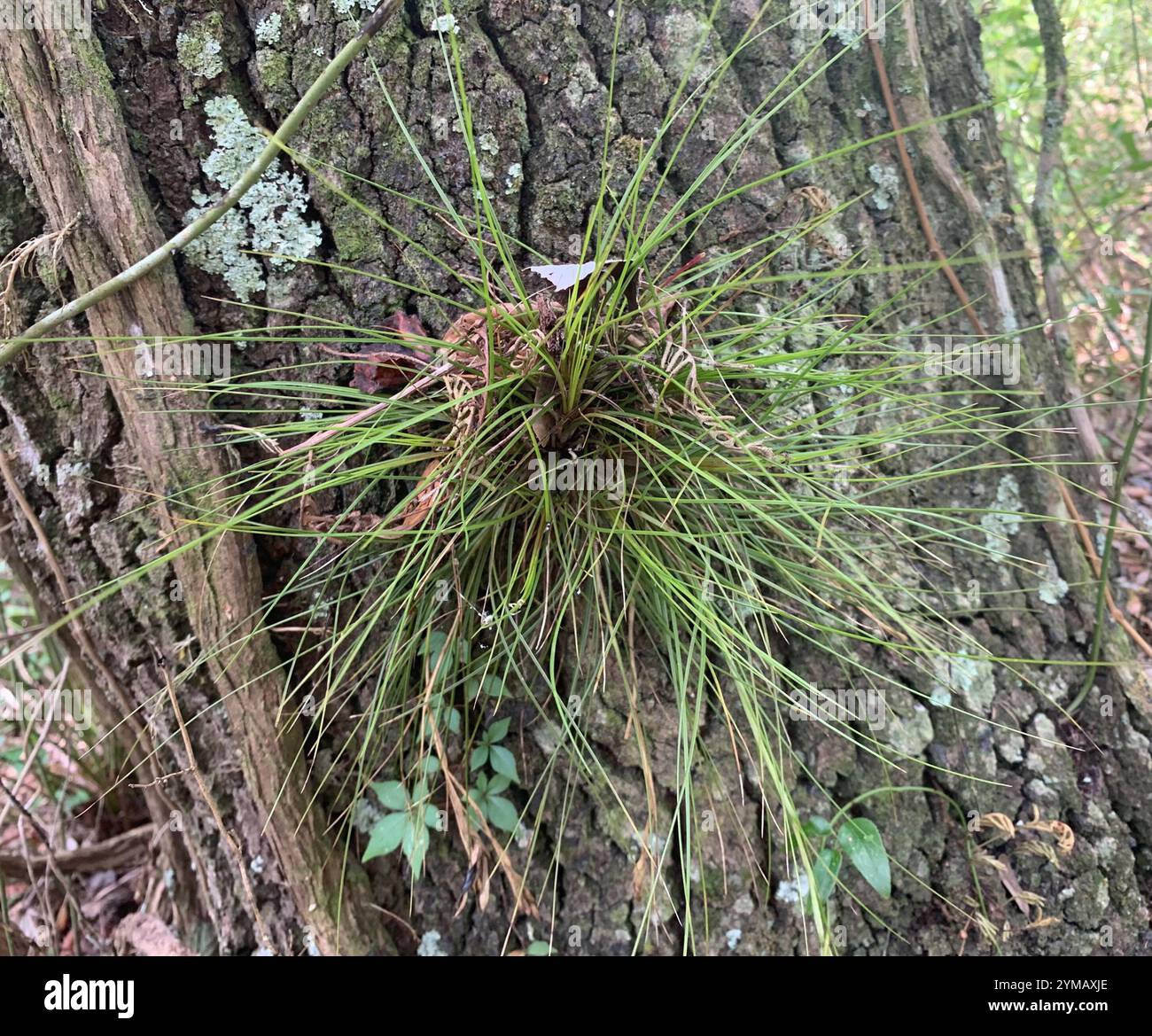 southern needleleaf airplant (Tillandsia setacea Stock Photo - Alamy