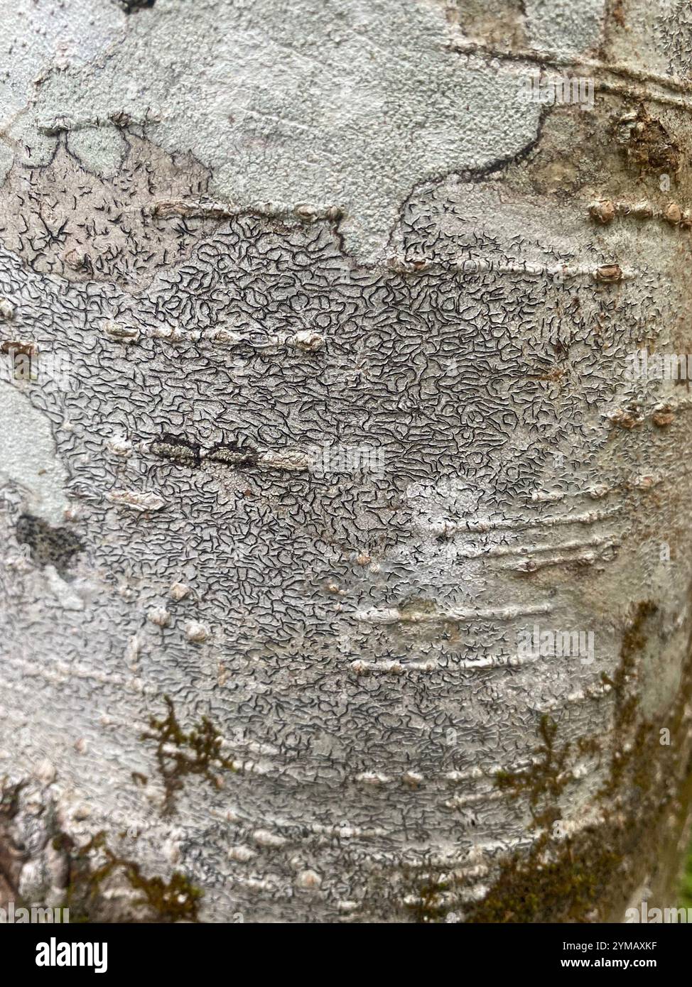 Common Script Lichen (Graphis scripta Stock Photo - Alamy