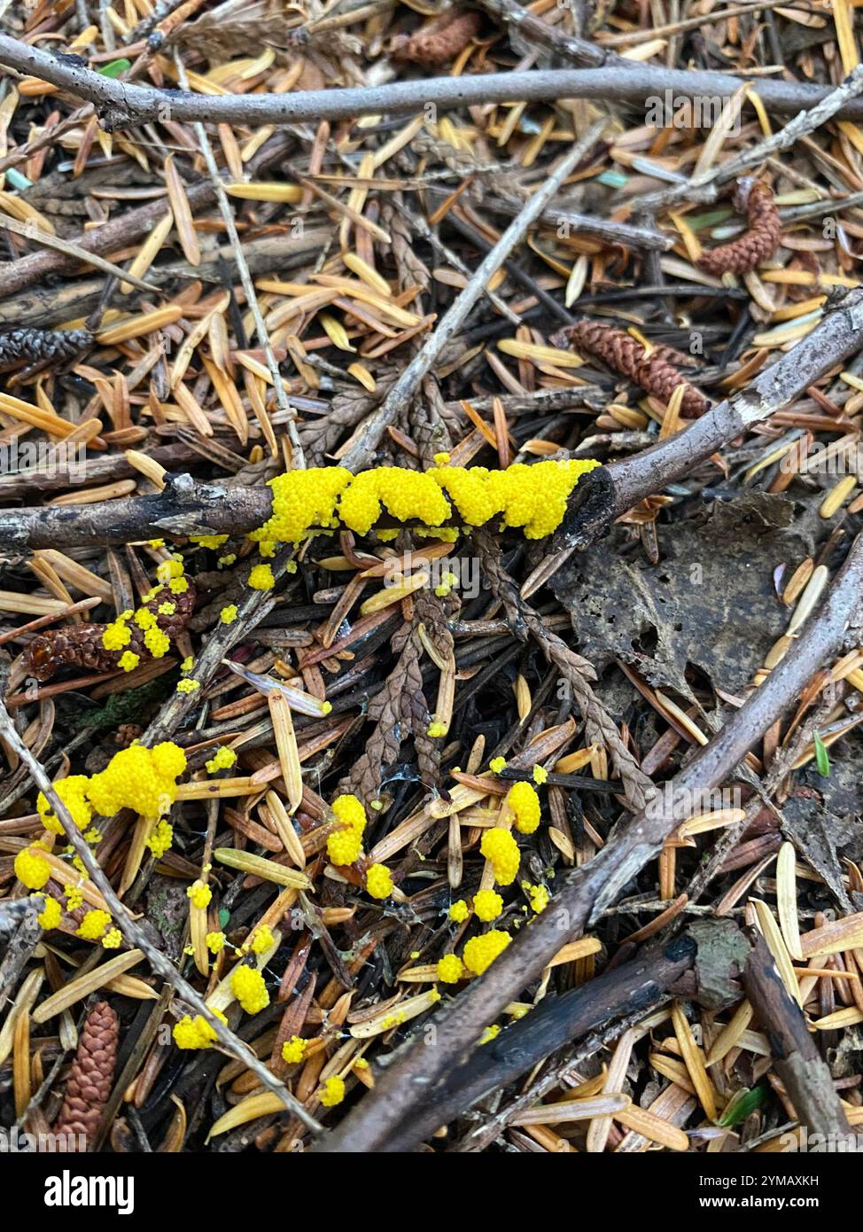 Dog Vomit Slime Mold (Fuligo septica Stock Photo - Alamy